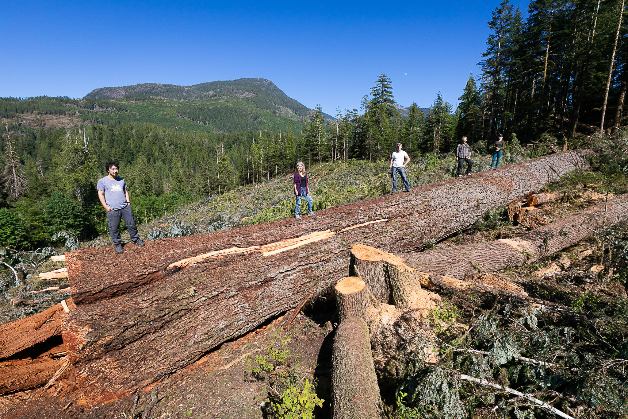 Province Expands BC Timber Sales Logging Powers Without Addressing Old ...