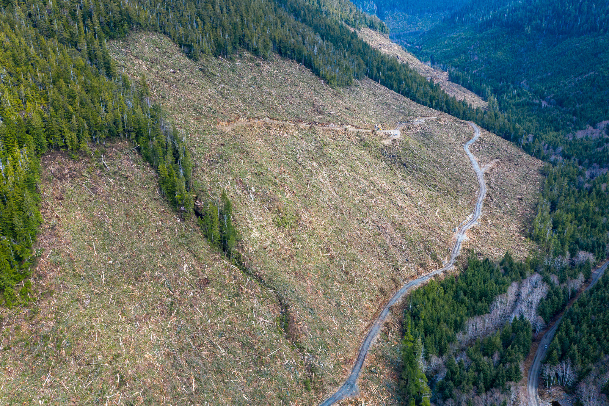 Province Expands BC Timber Sales Logging Powers Without Addressing Old ...