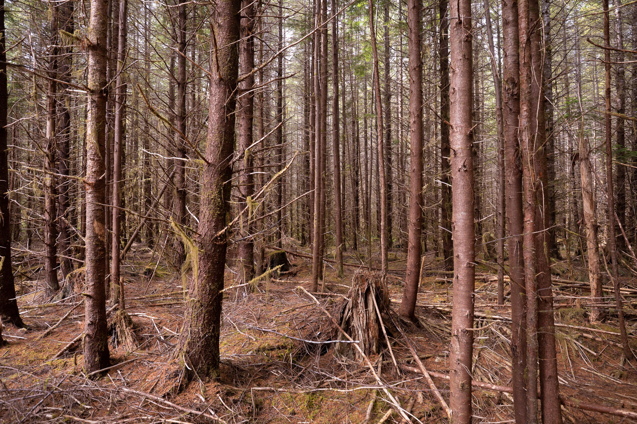 The Difference Between Old-Growth and Second-Growth Forests - Ancient ...